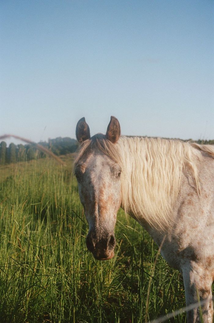 Sun Ranch - Byron Bay - Luxury Accommodation